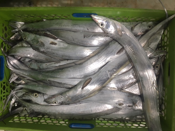 Ribbon Fish - Caspian Trading Co.