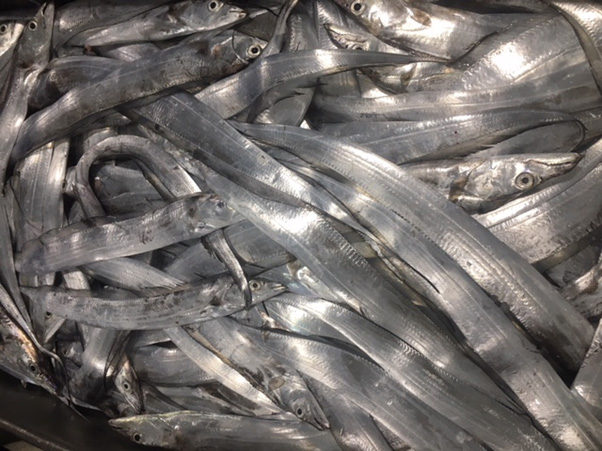 Ribbon Fish - Caspian Trading Co.