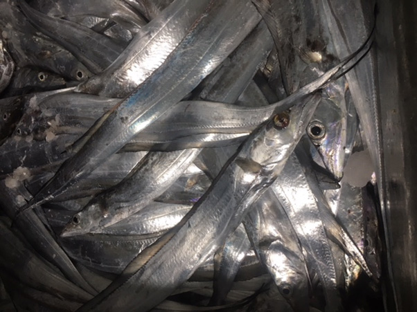 Ribbon Fish - Caspian Trading Co.